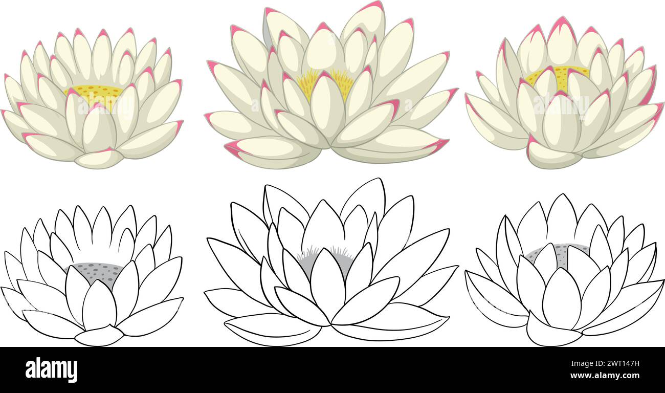 Illustration of lotus flowers in various stages of bloom Stock Vector ...