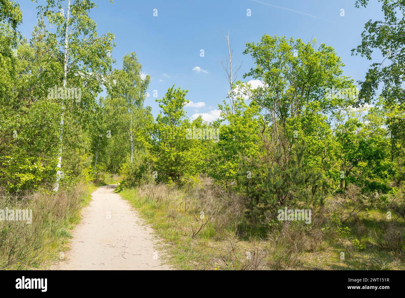 Geißklee hi-res stock photography and images - Alamy