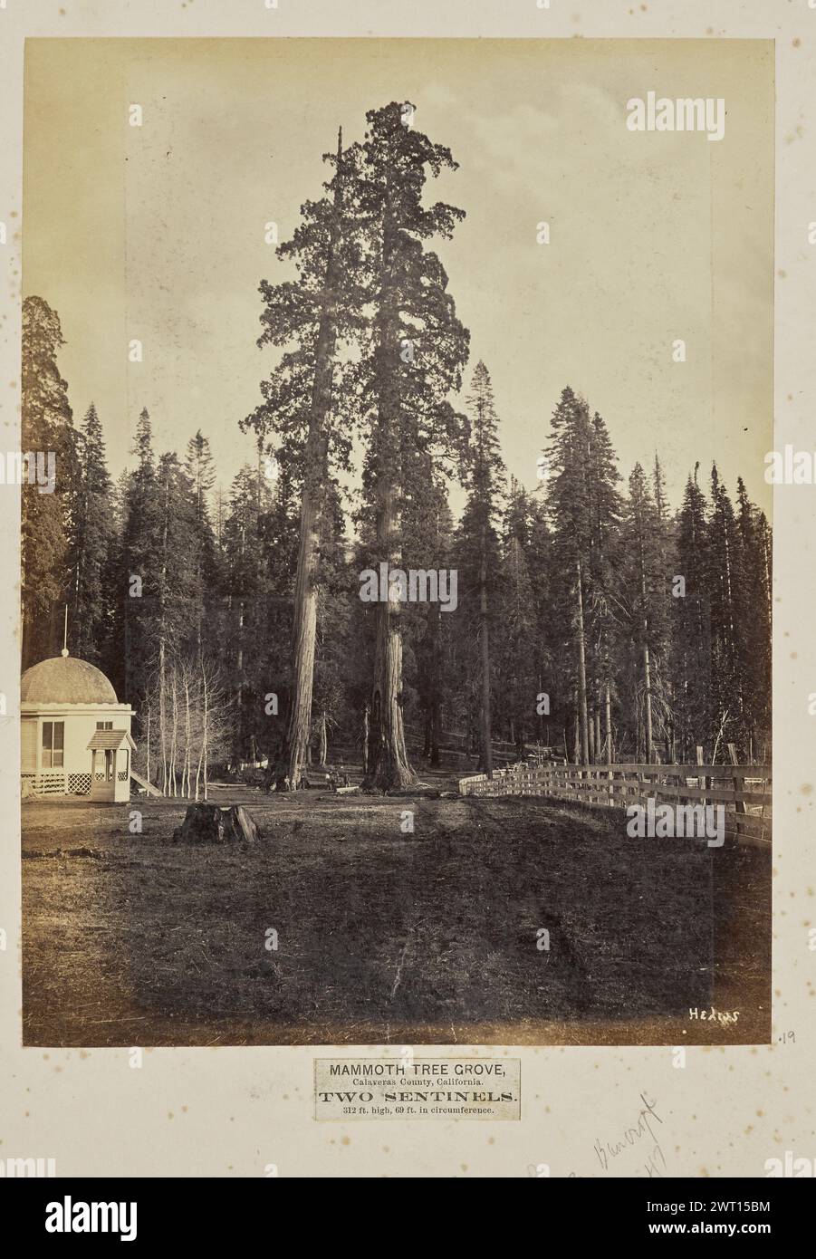 Mammoth Tree Grove, Calaveras County, California. Two Sentinels. 312 ...