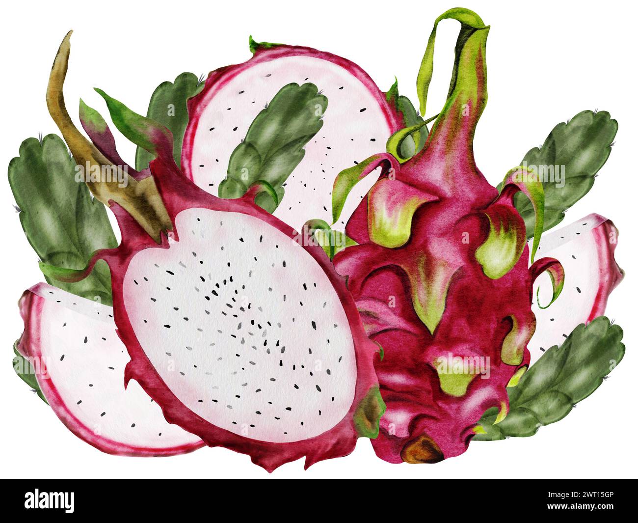 Dragon fruit. Watercolor hand drawing of exotic fruits of the pitaya ...