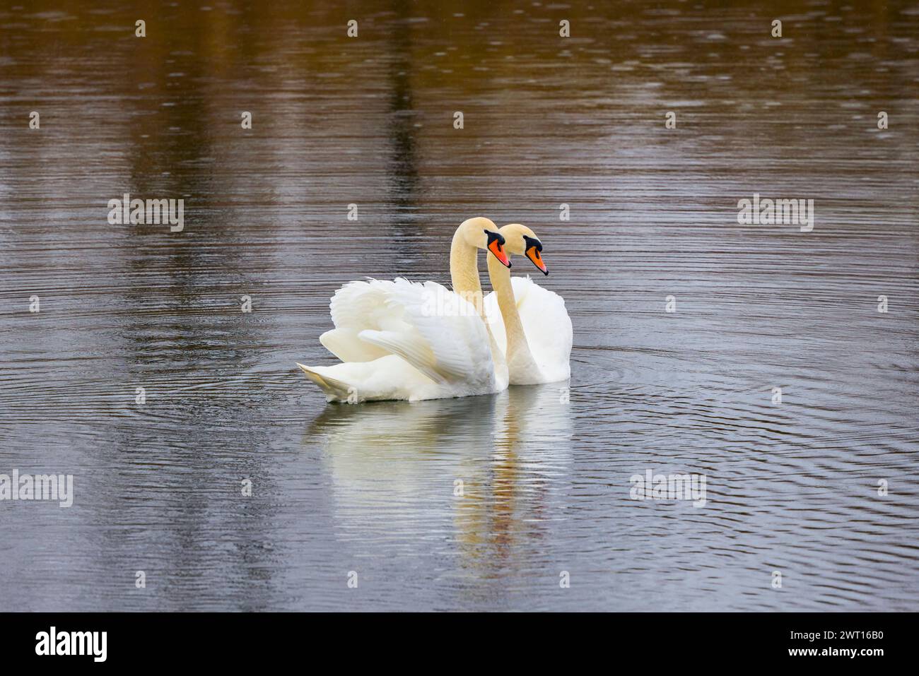 a pair of swans during the mating ritual on a lake Stock Photo - Alamy