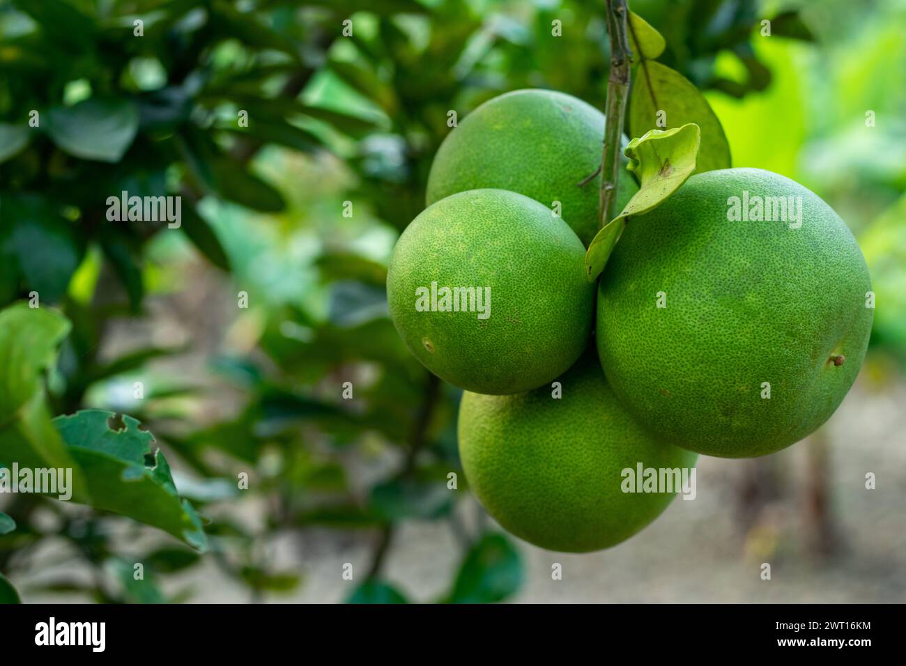 Citrus fruits iconic hi-res stock photography and images - Alamy