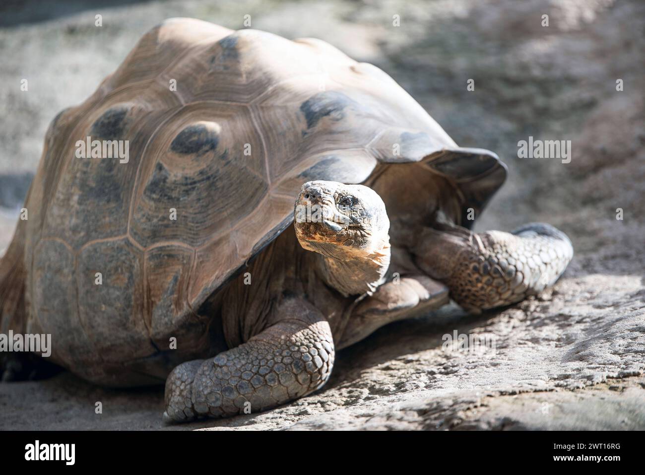Rostock, Germany. 15th Mar, 2024. A giant Galapagos tortoise sunbathes ...
