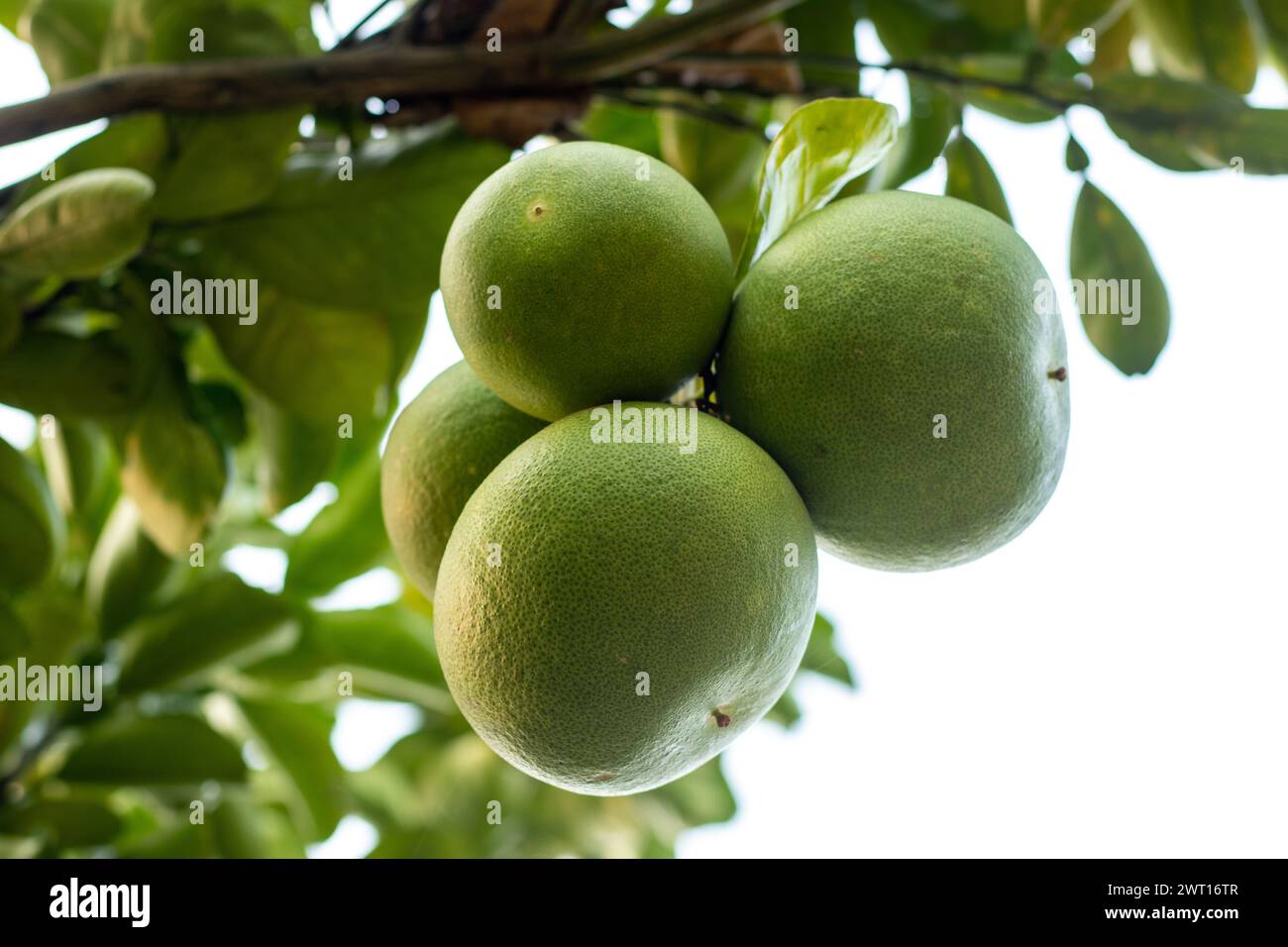 Citrus fruits iconic hi-res stock photography and images - Alamy