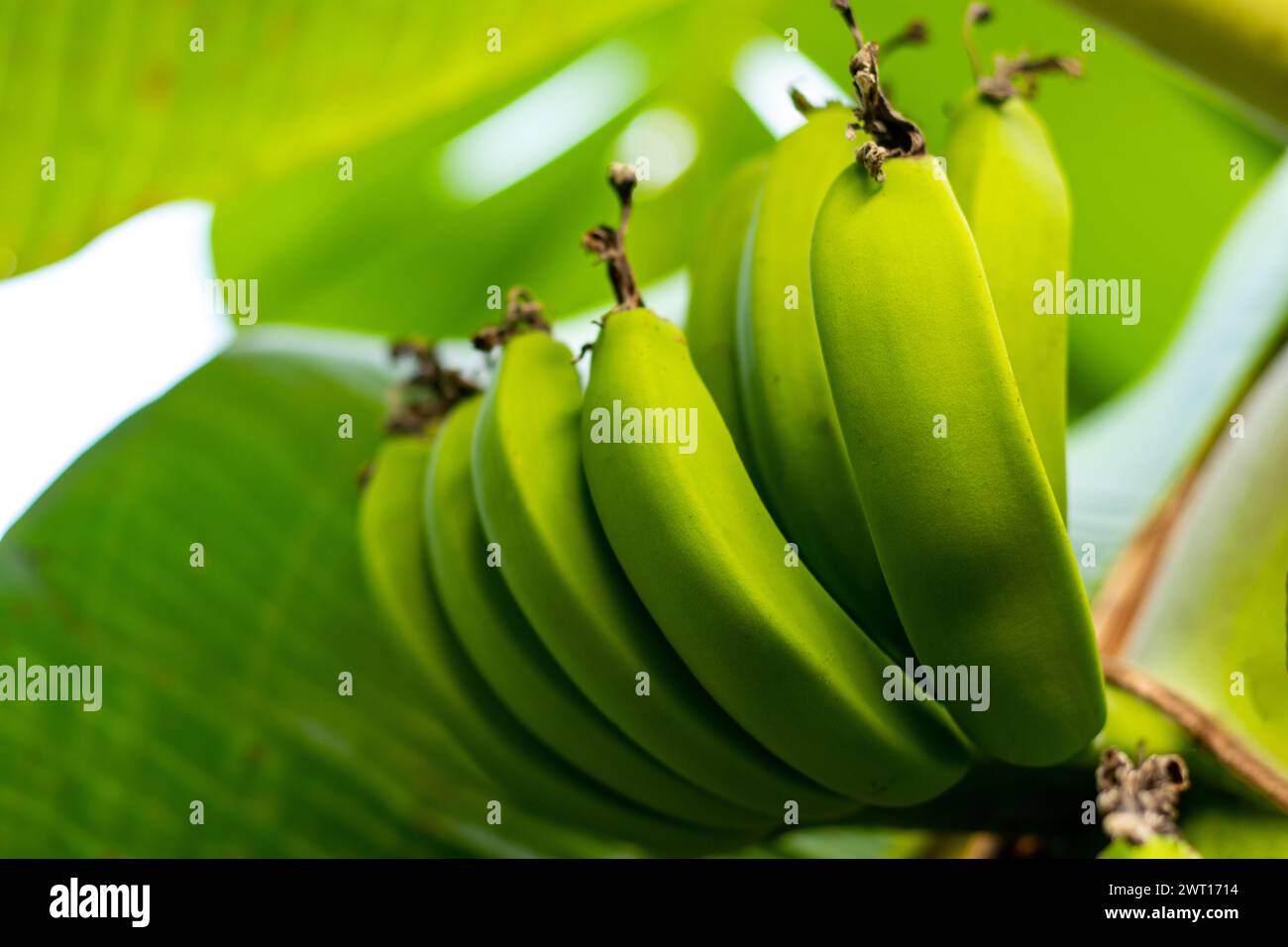 Raw bananas are also called green bananas. Green raw bananas are ...