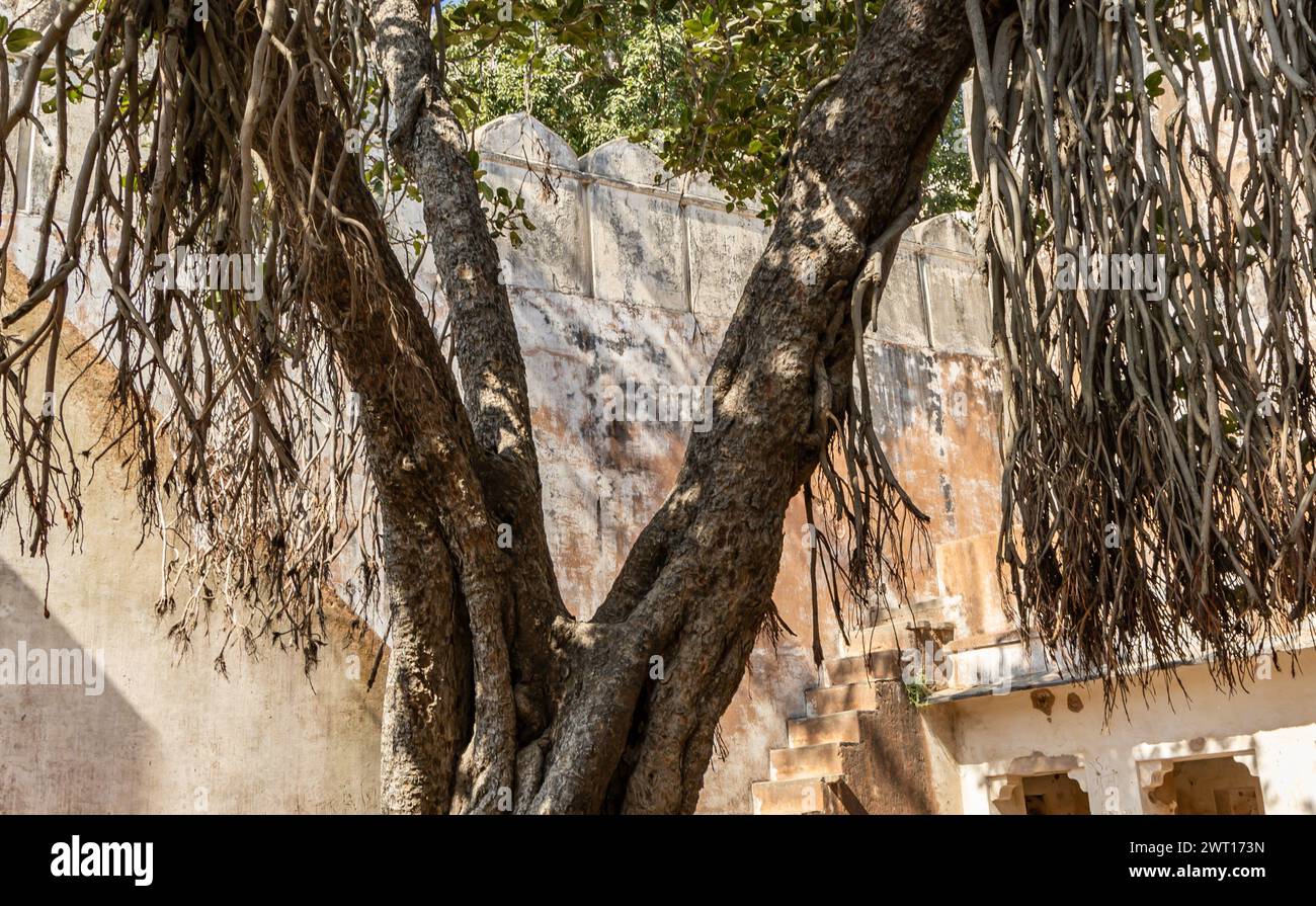 Flat tree roots hi-res stock photography and images - Alamy