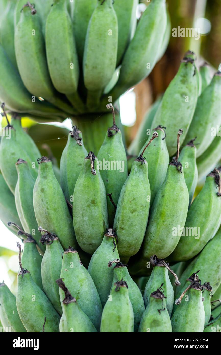 Green bananas are rich in vitamins A, C, E, B6, and K. They are also ...