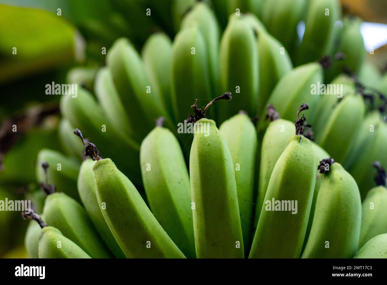 Green or ripe Bananas are one of the most healthy, easily digestible ...