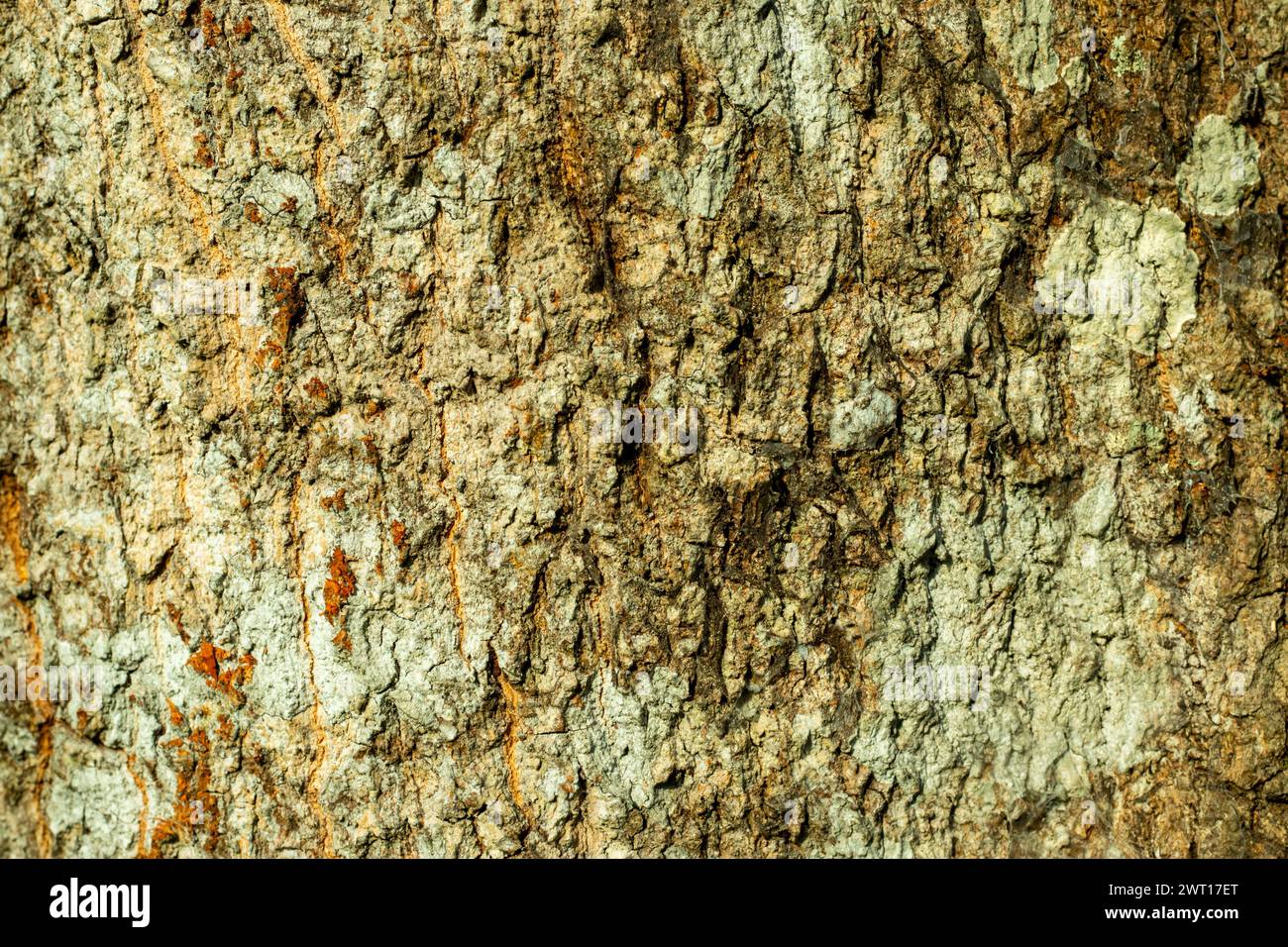 Wood skin texture, the natural beauty of tree bark texture with these ...