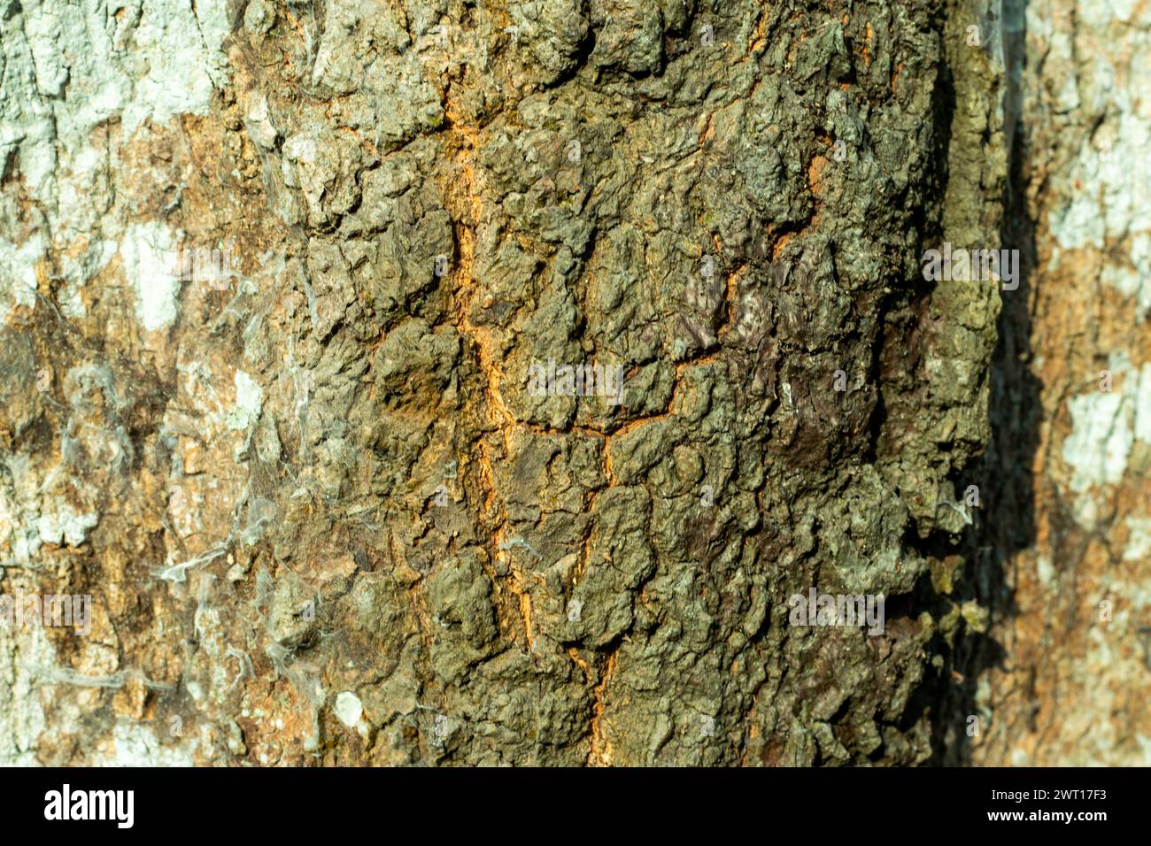 The skin is very bumpy, and uneven and has a lot of bark. skin, Striped ...