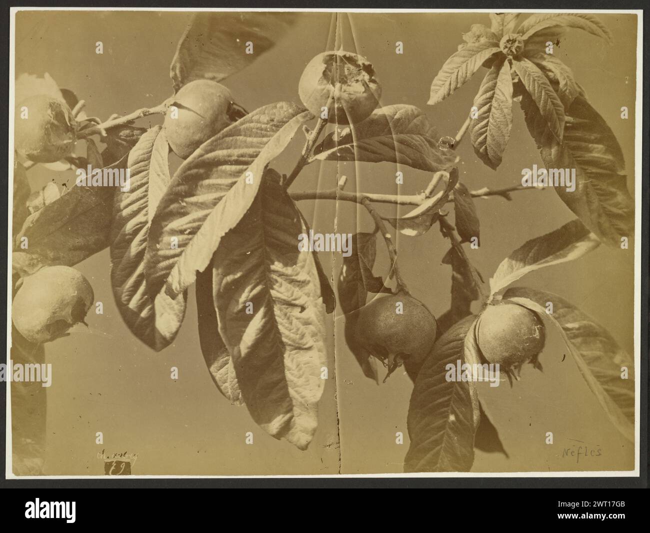 Medlars. Charles Aubry, photographer (French, 1811 - 1877) 1860–1869 ...