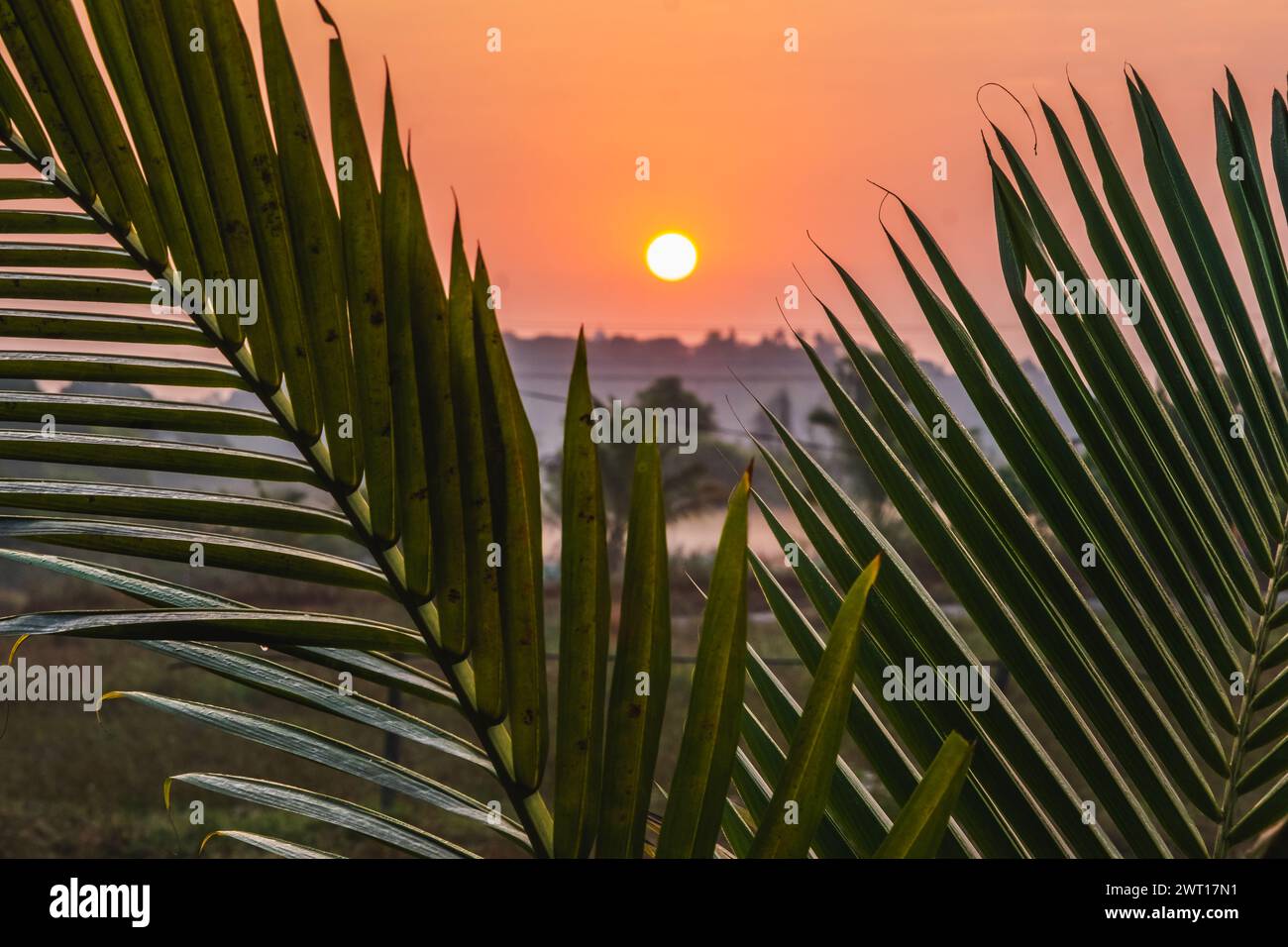 Landscape with sunrise in rural farmland in India. Foggy sunrise at Goa ...