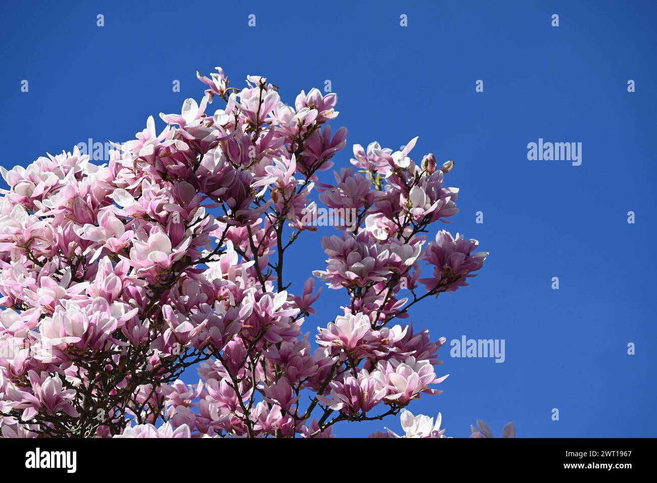 Blüten eines Tulpen Magnolie Baum Magnolia soulangeana im Frühjahr ...