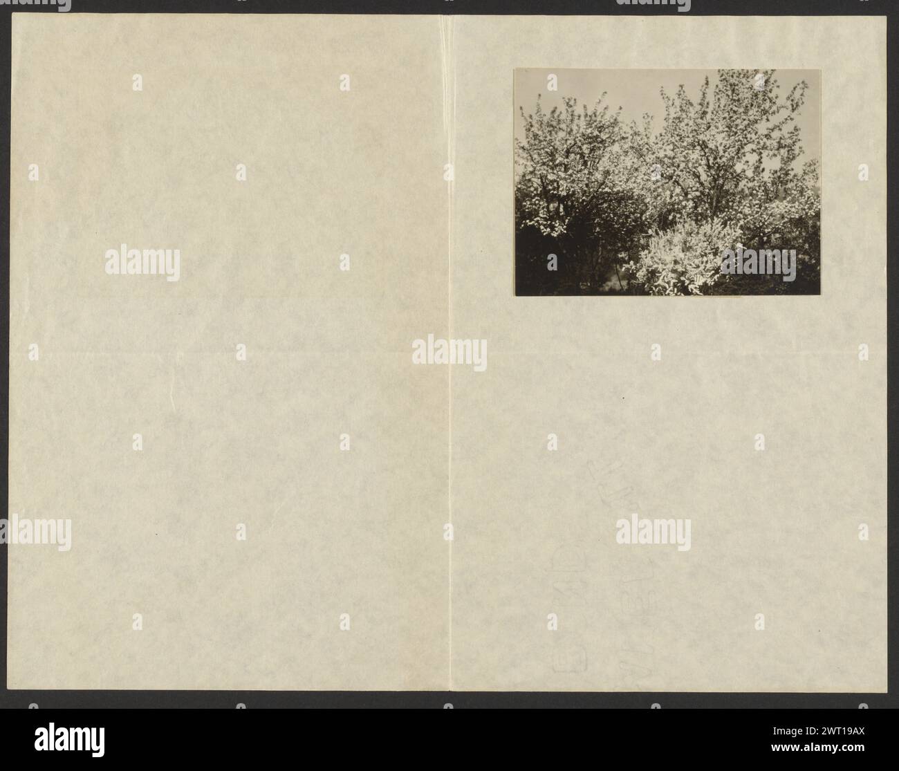 Apple Blossoms. Alfred Stieglitz, photographer (American, 1864 - 1946 ...