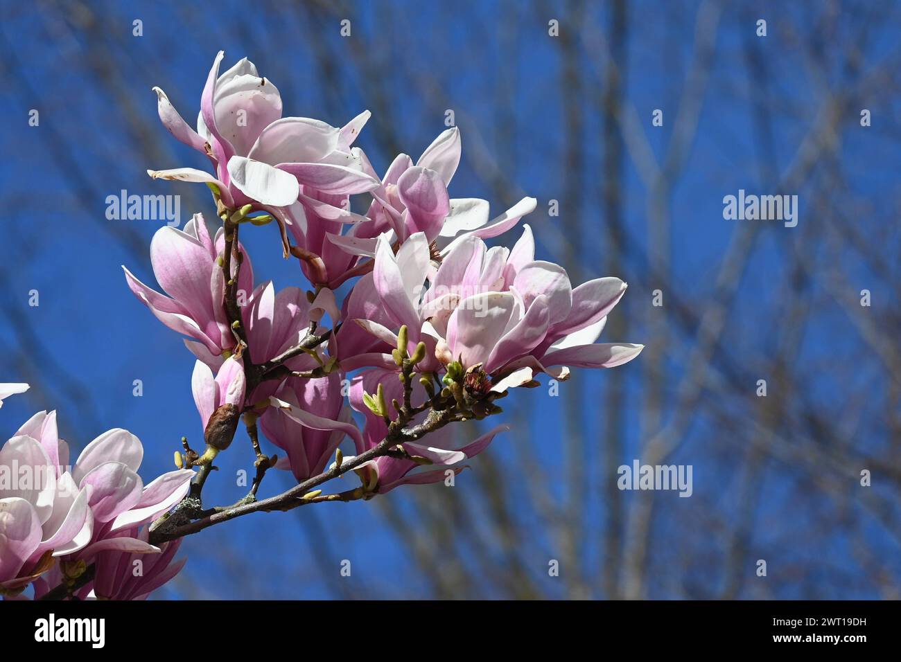 Blüten eines Tulpen Magnolie Baum Magnolia soulangeana im Frühjahr ...