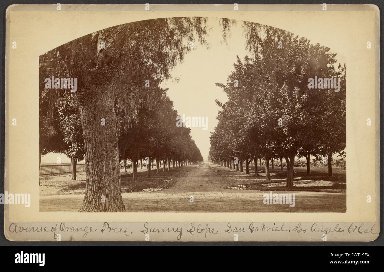 Avenue of Orange Trees. Sunny Slope. San Gabriel. Los Angeles Co. Cal ...