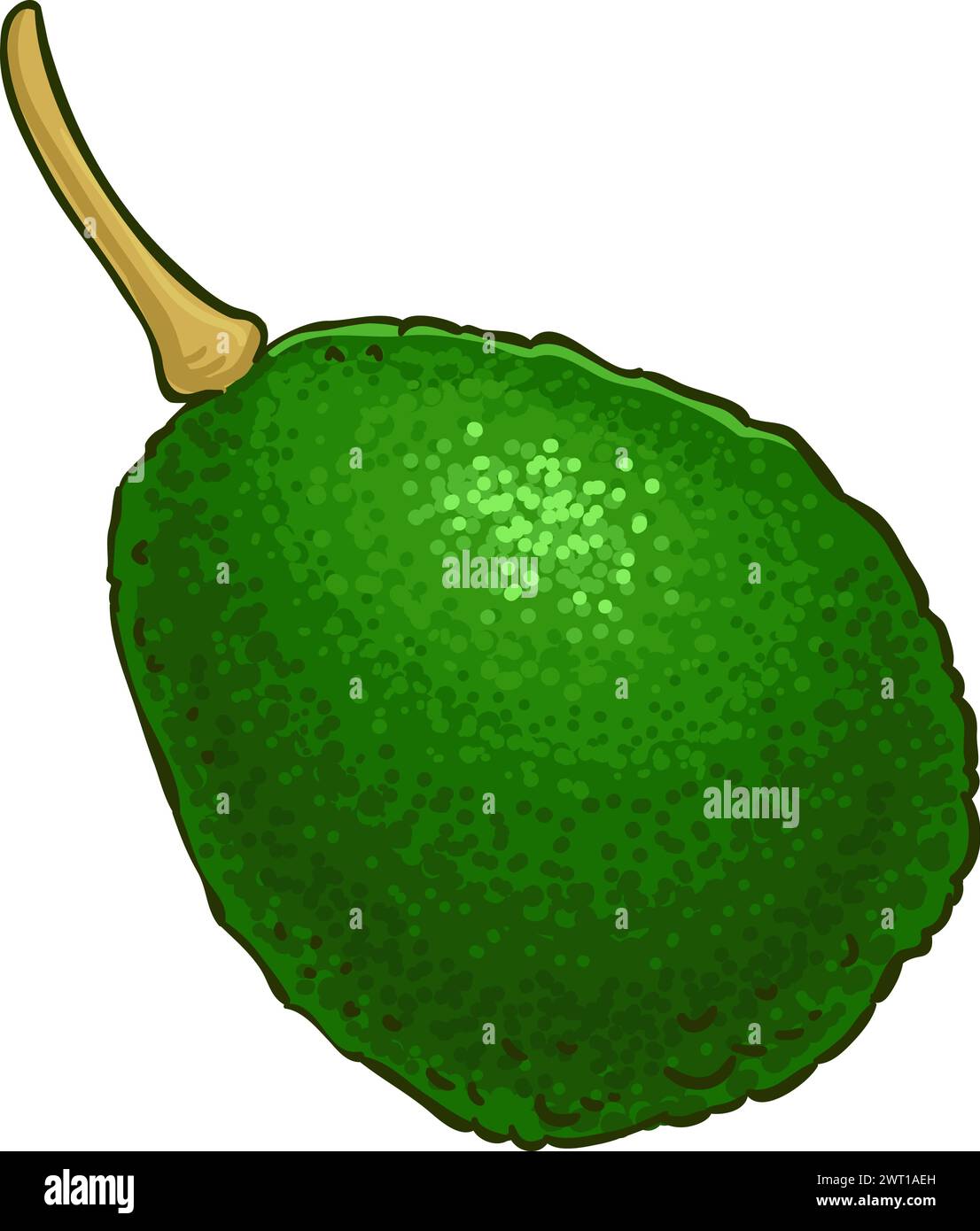 Avocado Fruit Colored Detailed Illustration Stock Vector Image & Art ...