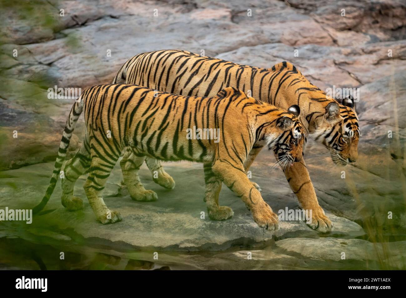 Wild female bengal tiger panthera tigris mother Loving moment with cub ...