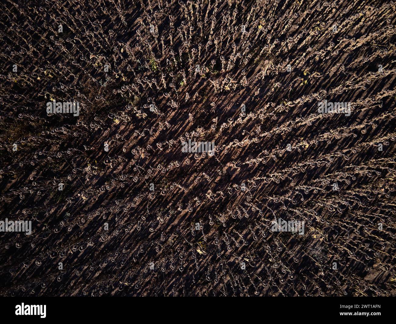 Aerial view dry sunflower field hi-res stock photography and images - Alamy
