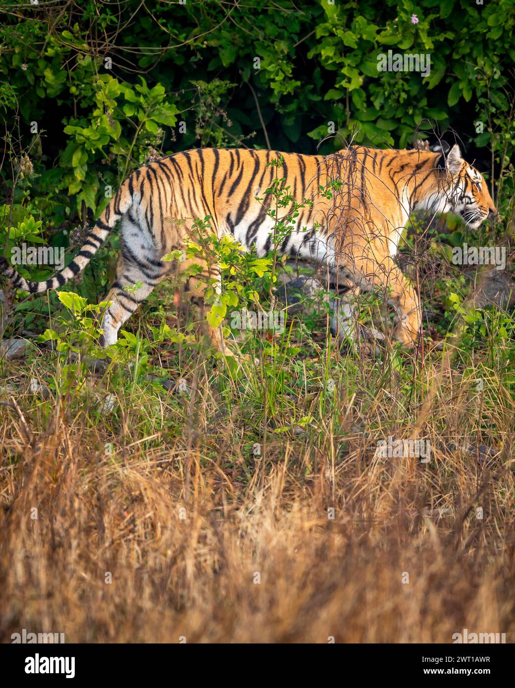 indian wild female tiger or panthera tigris side profile on territory ...