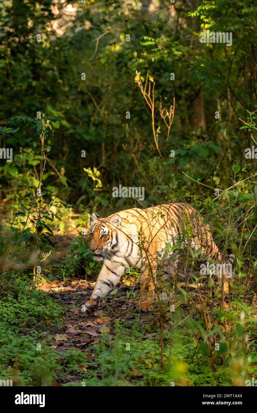 indian wild female tiger or panthera tigris side profile roaming in ...