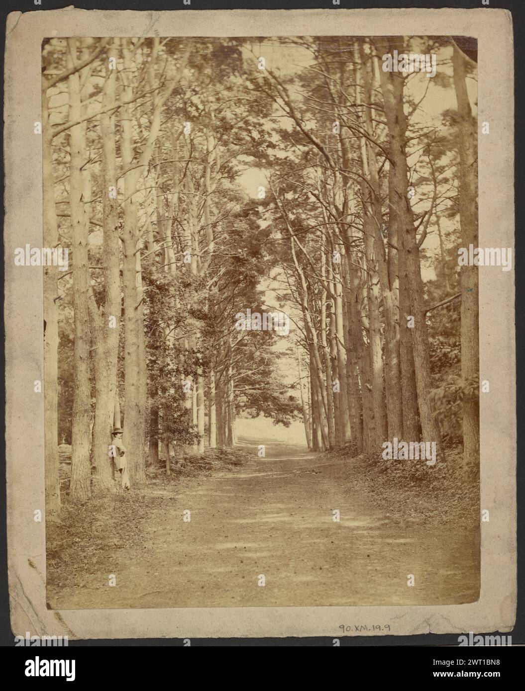 Trees lining a country lane, man in hat leaning against tree to left ...