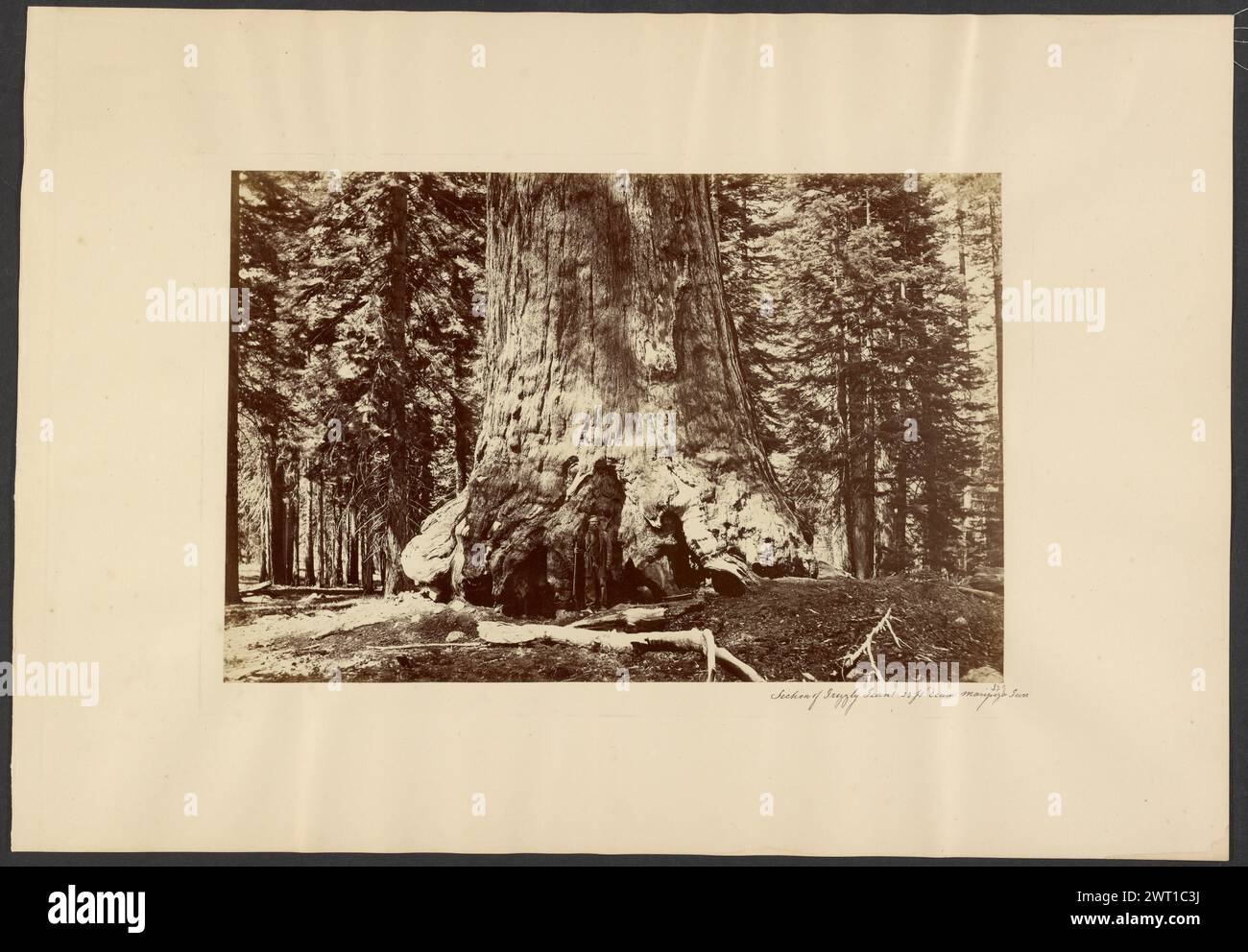 Section of Grizzly Giant, 33 ft. in Diam., Mariposa Grove / Galen Clark ...