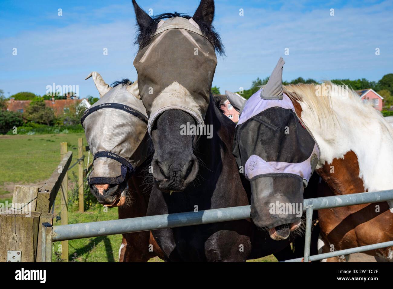Horses wearing eye guards hi-res stock photography and images - Alamy