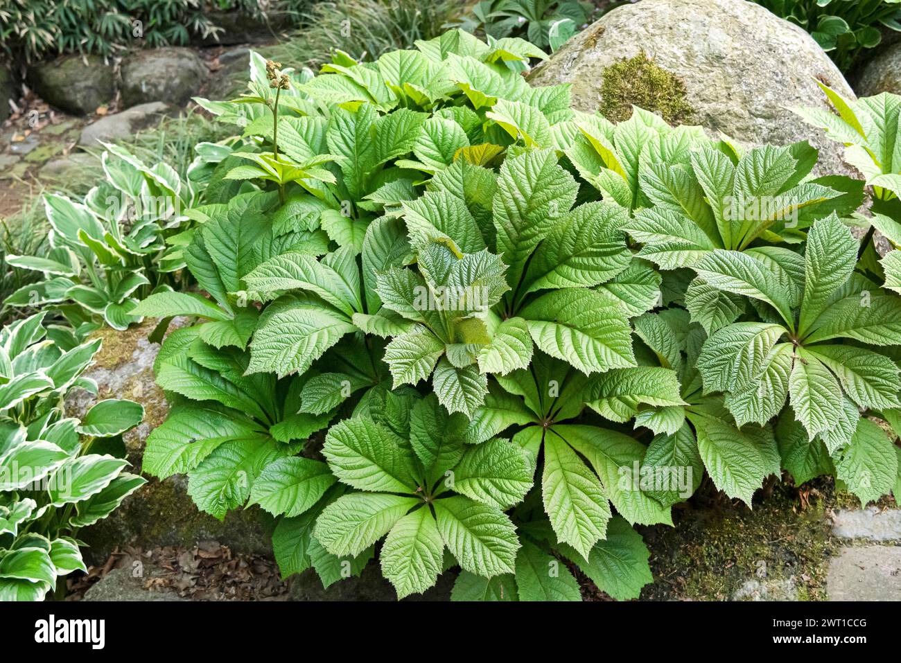 Fingerleaf Rodgers Flower (Rodgersia aesculifolia), leavs Stock Photo ...