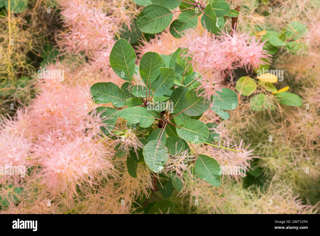 Cotinus blatt hi-res stock photography and images - Alamy