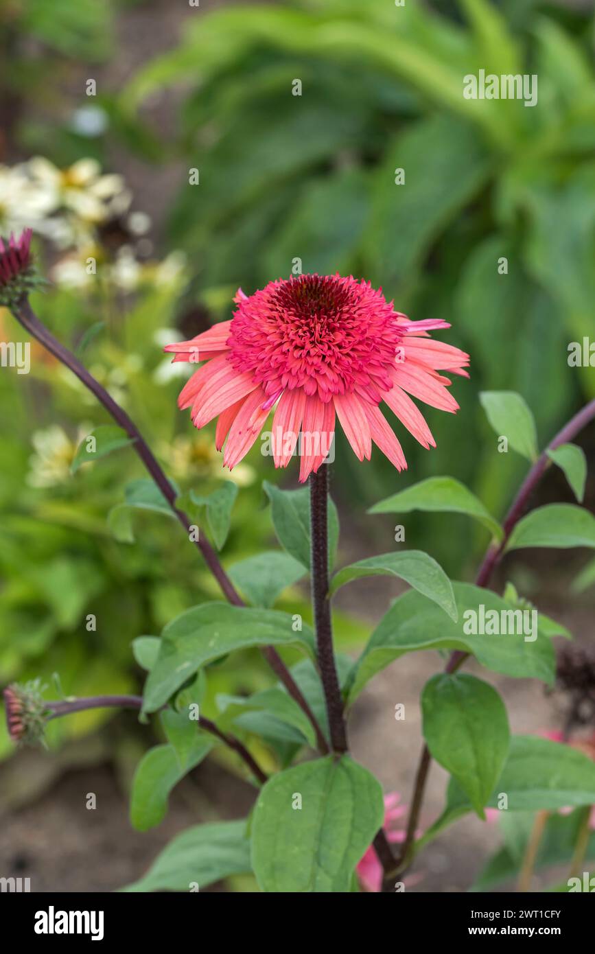 Purple Cone Flower, Eastern purple-coneflower, Purple-coneflower ...