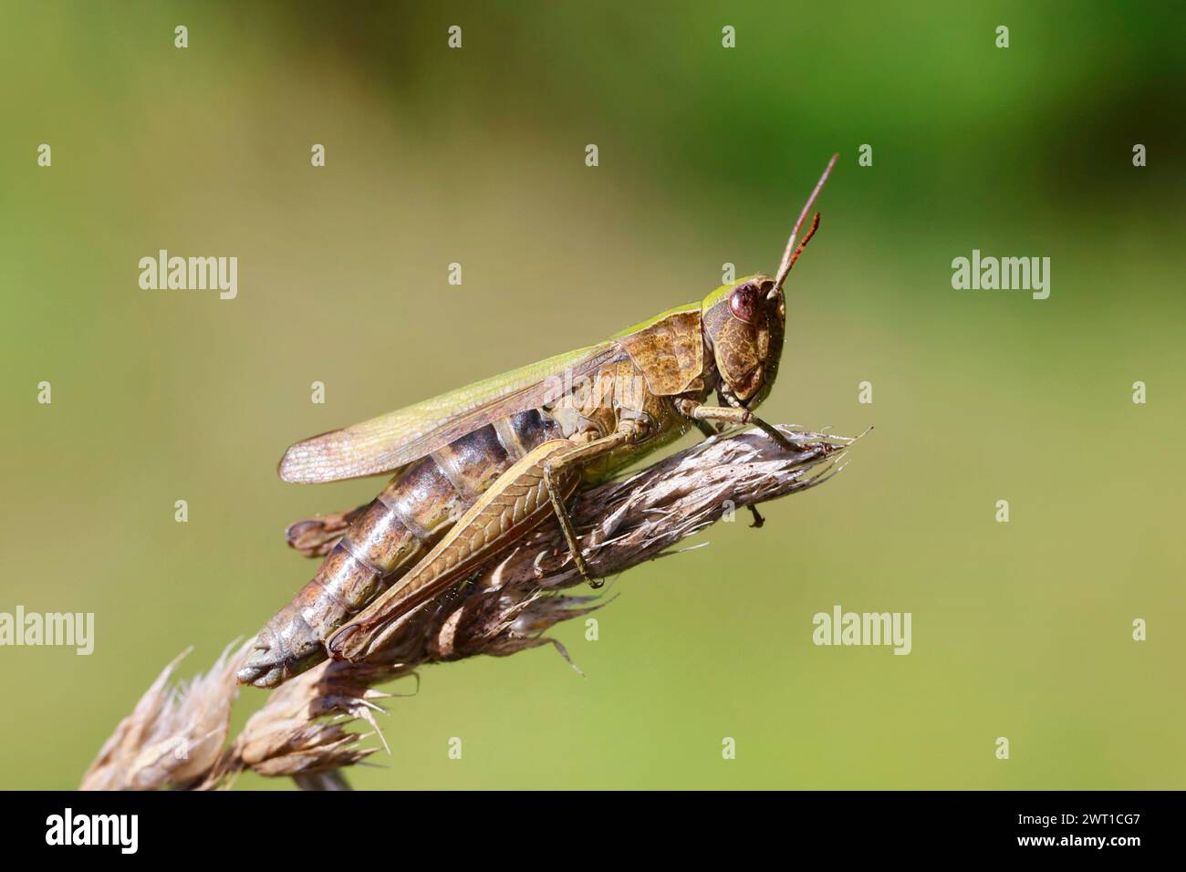 Meadow grasshopper (Chorthippus dorsatus), at a shriveled spike, side ...