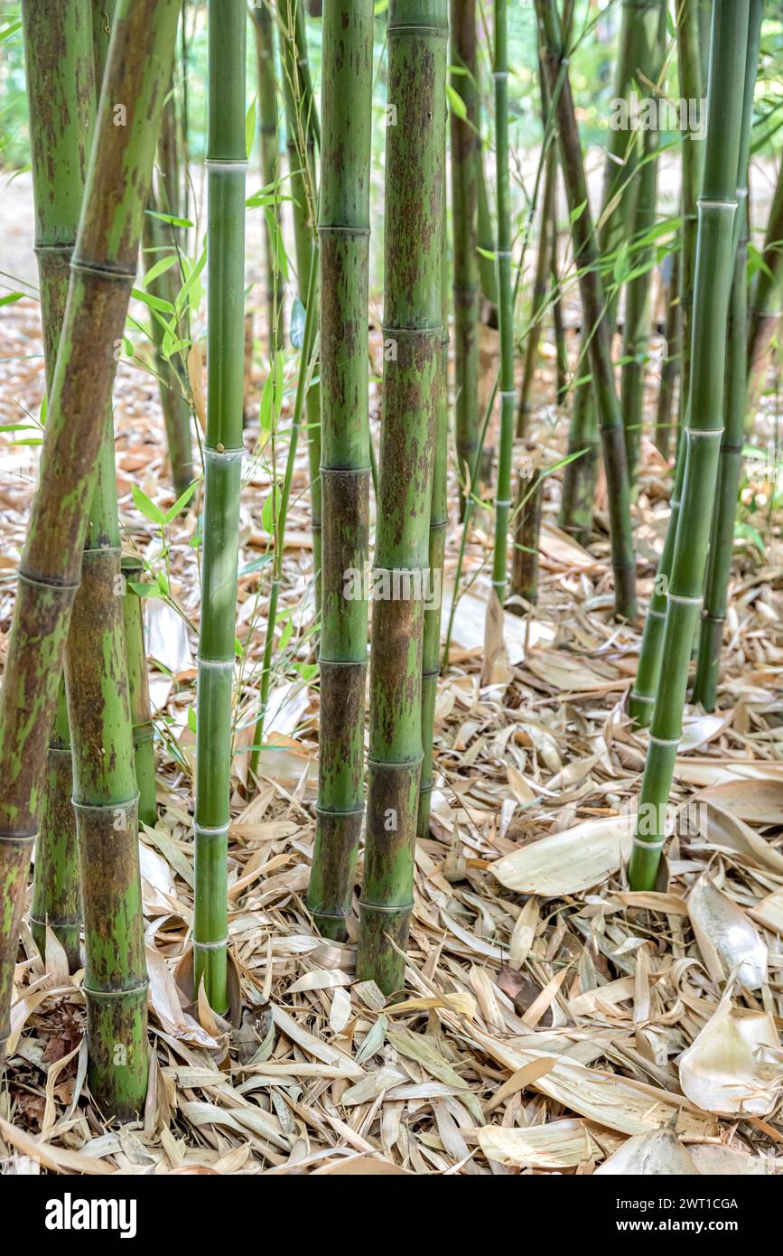 Black bamboo, Giant Black Bamboo (Phyllostachys nigra 'Boryana ...