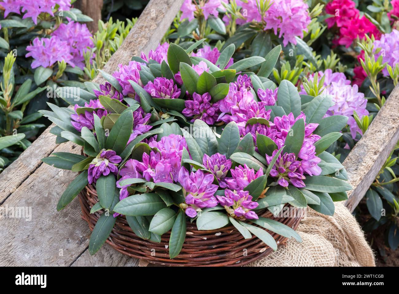 rhododendron (Rhododendron 'Alfred', Rhododendron Alfred), cultivar ...