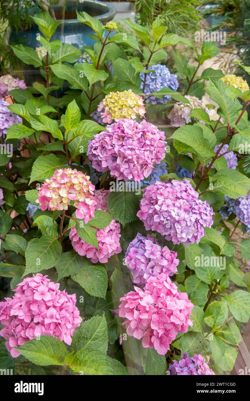 Garden hydrangea, Lace cap hydrangea (Hydrangea Endless Summer Bloom ...