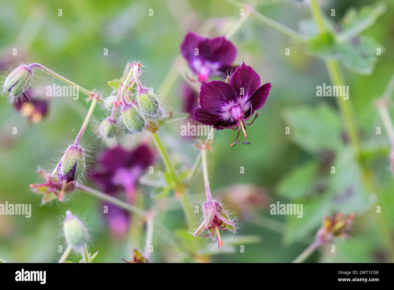 Dusky cranesbills hi-res stock photography and images - Alamy