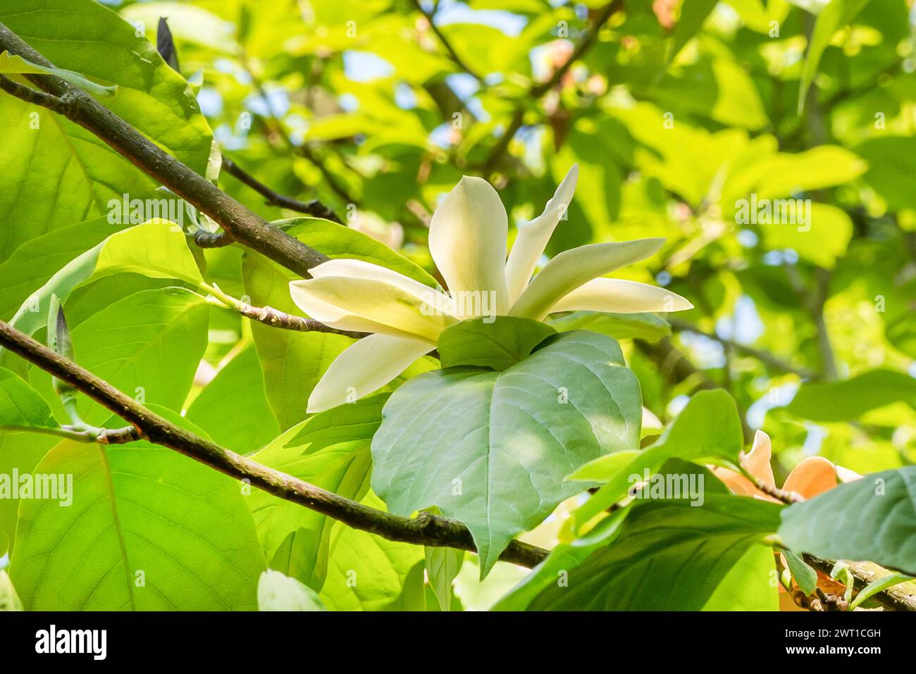 Gold Crown Magnolia (Magnolia 'Gold Crown', Magnolia Gold Crown ...