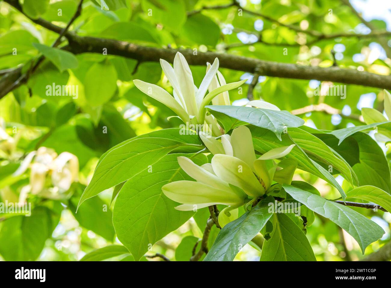 Solar Flair Magnolia (Magnolia 'Solar Flair', Magnolia Solar Flair ...