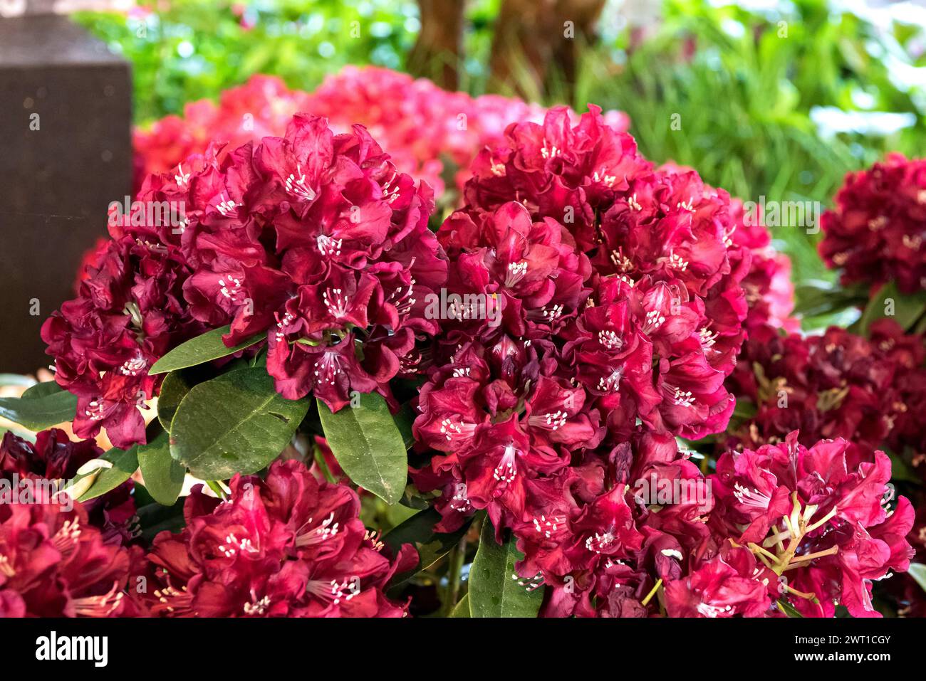 rhododendron (Rhododendron 'Anna Netrebko', Rhododendron Anna Netrebko ...