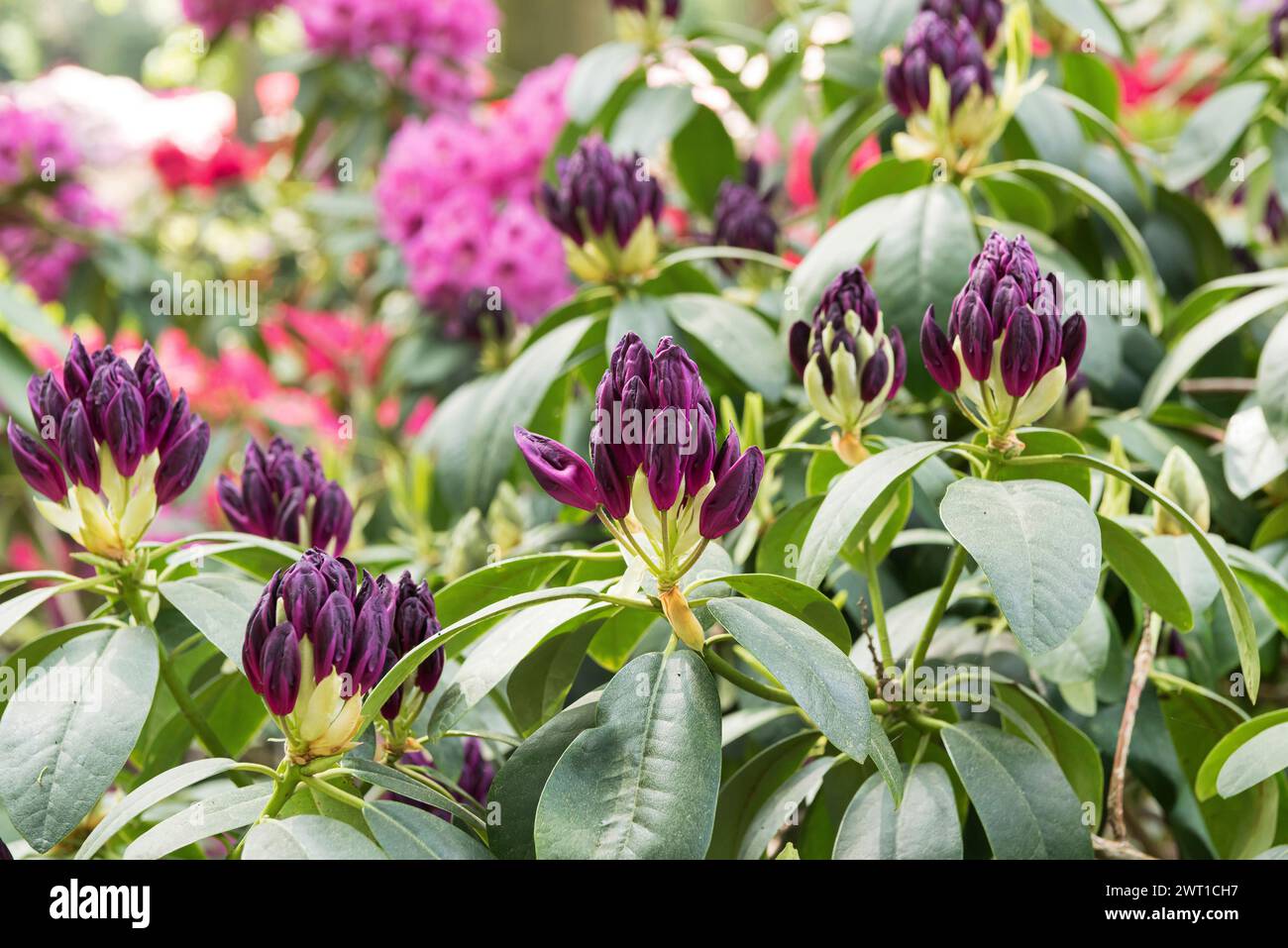 rhododendron (Rhododendron 'Purpureum Elegans', Rhododendron Purpureum ...