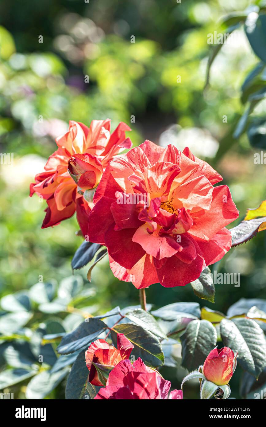 ornamental rose (Rosa 'Poseidon', Rosa Poseidon), flowers of cultivar ...