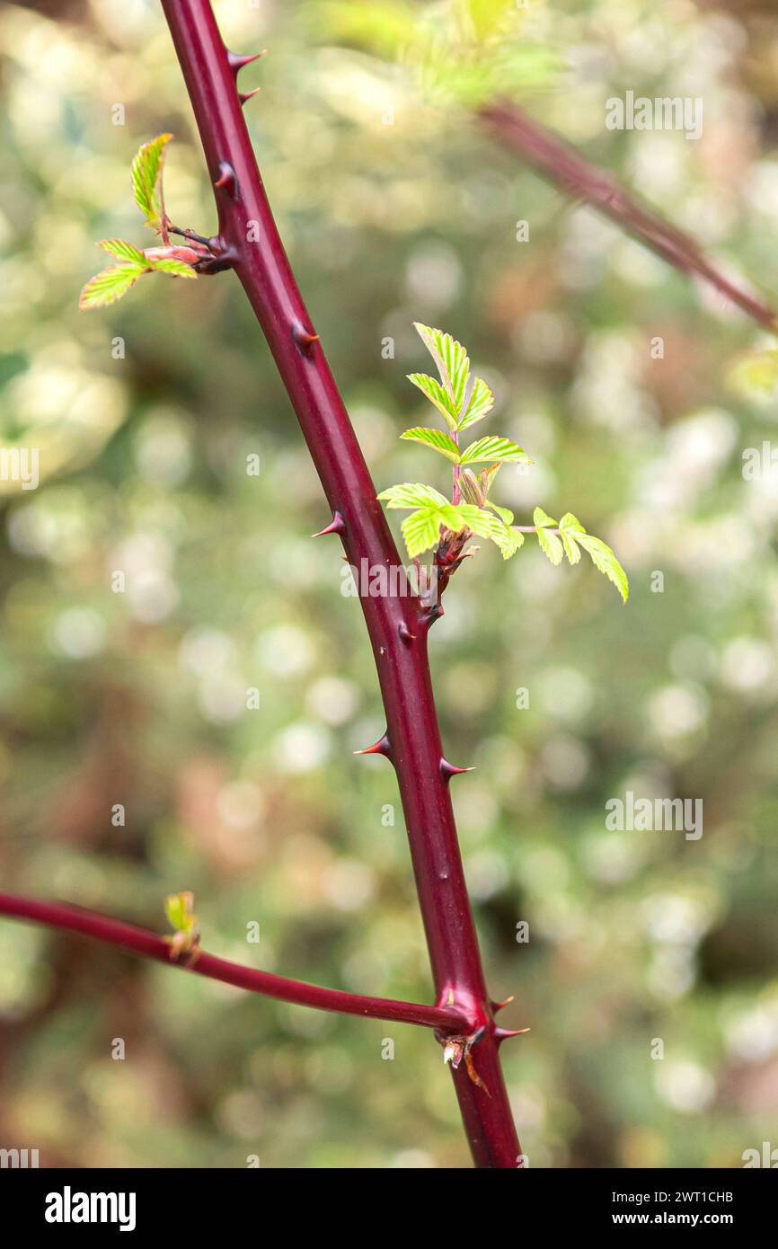 R is for raspberry hi-res stock photography and images - Alamy