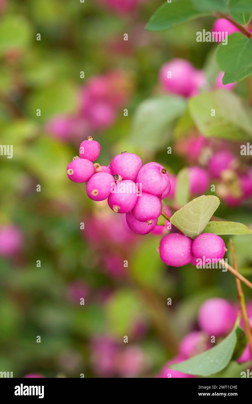 Garden waxberries hi-res stock photography and images - Alamy