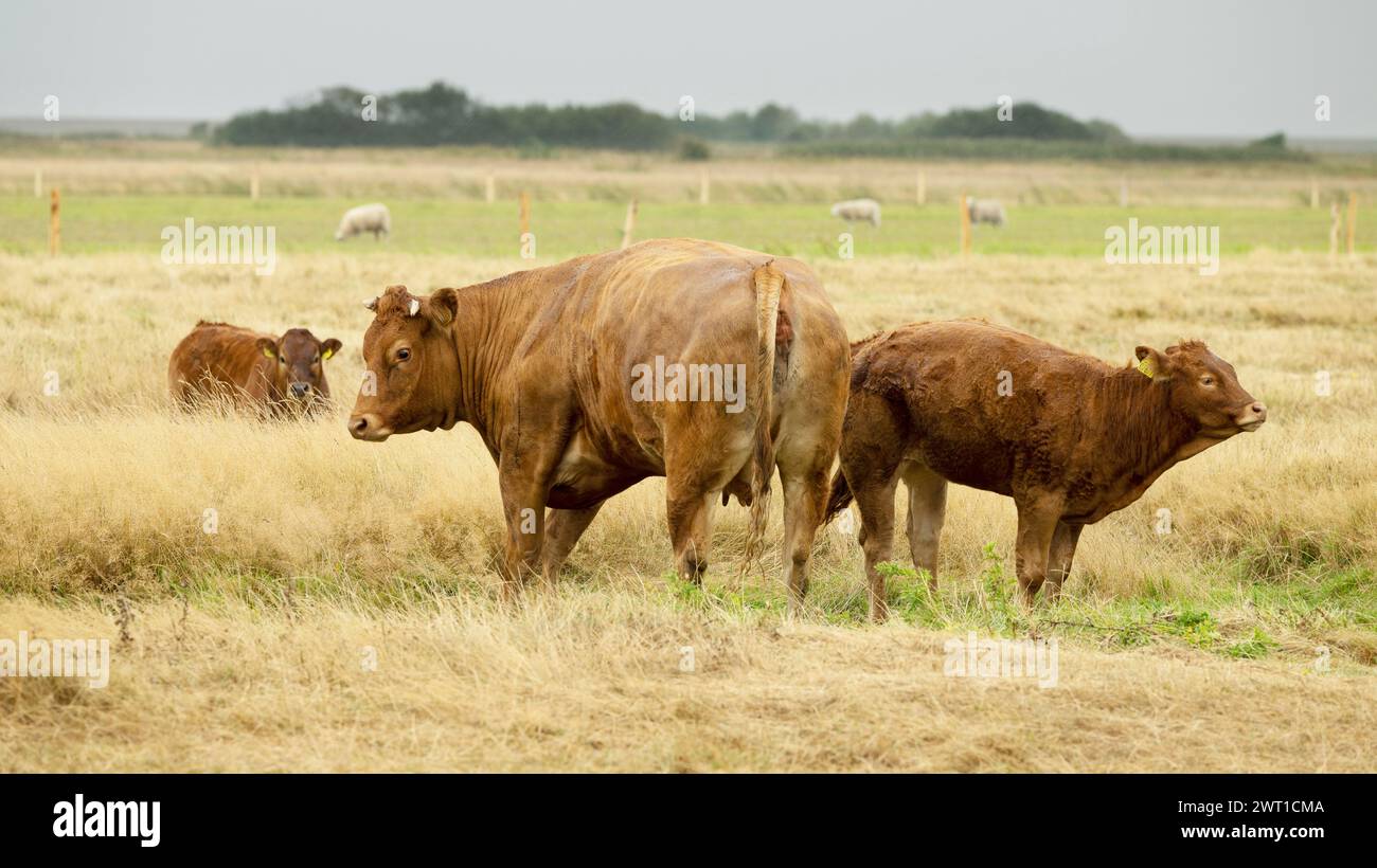 aurochs (domestic cattle) (Bos taurus, Bos primigenius), cow with calf ...