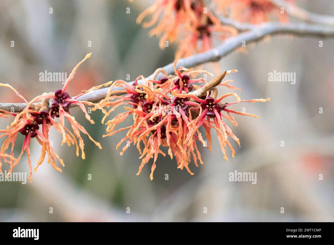 Witch hazel (Hamamelis intermedia 'Feuerzauber', Hamamelis intermedia ...