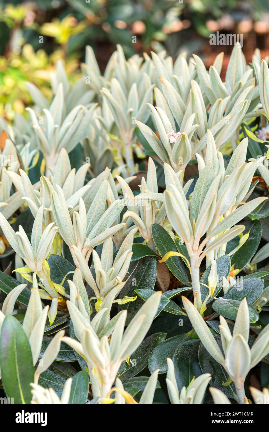 Rhododendron (Rhododendron 'Silbervelours', Rhododendron Kermesina ...
