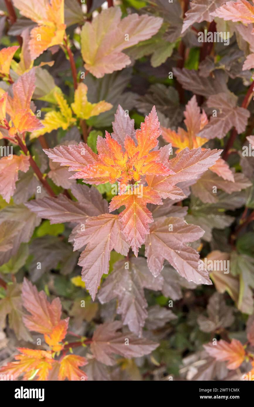 eastern ninebark (Physocarpus opulifolius 'Diable D'Or',Physocarpus ...