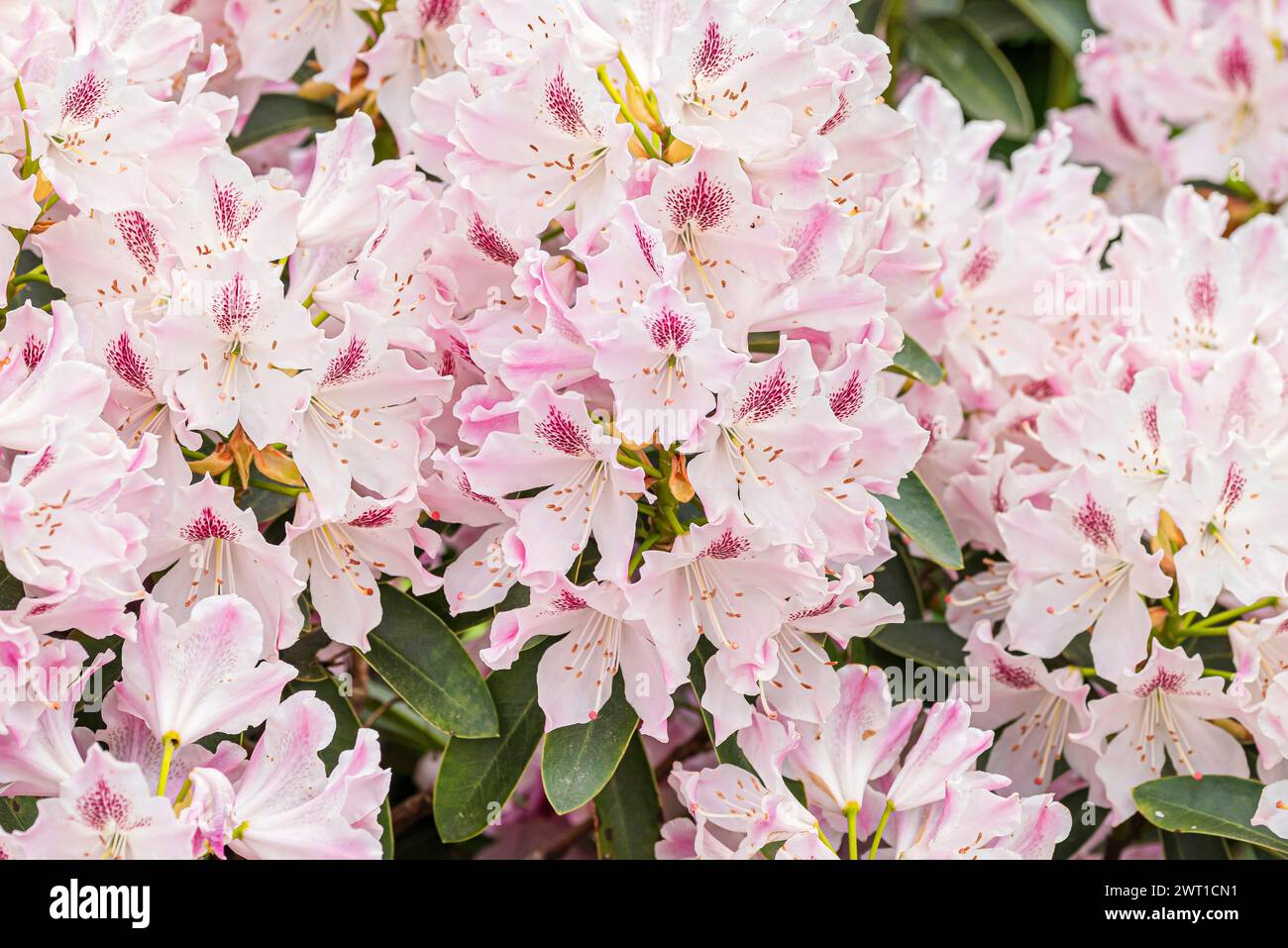 rhododendron (Rhododendron 'Helen Martin', Rhododendron Helen Martin ...