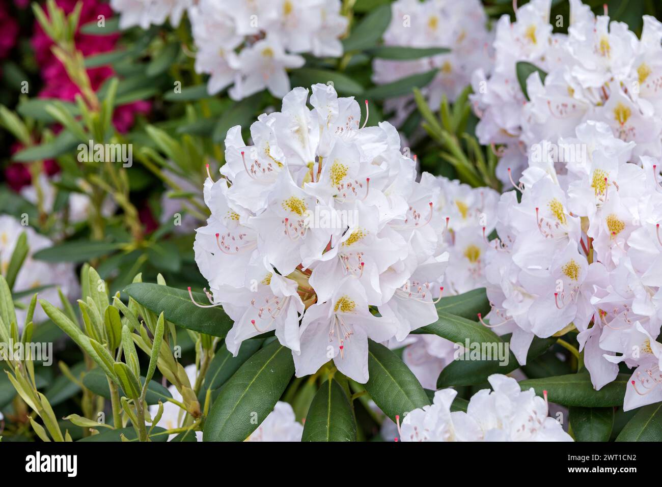 rhododendron (Rhododendron 'Album Novum', Rhododendron Album Novum ...