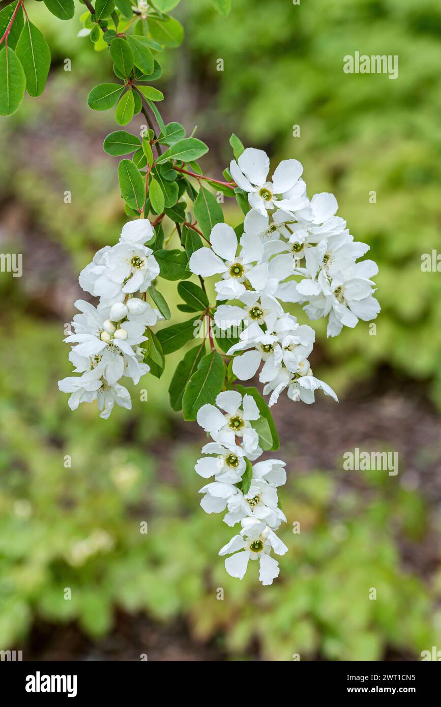 pearlbush, common pearlbush (Exochorda racemosa 'The Bride', Exochorda ...
